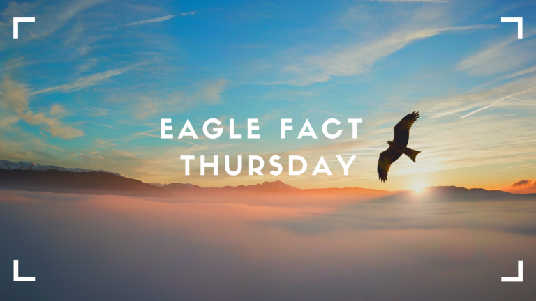 Eagle Fact Thursday | Soaring Eagle Data Solutions