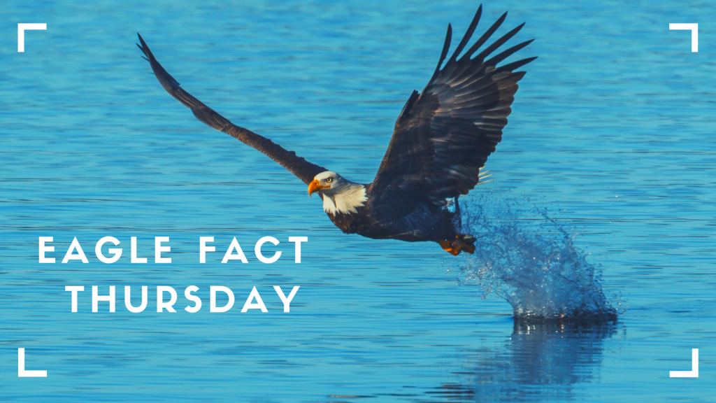 Eagle Fact Thursday 8 | Soaring Eagle Data Solutions