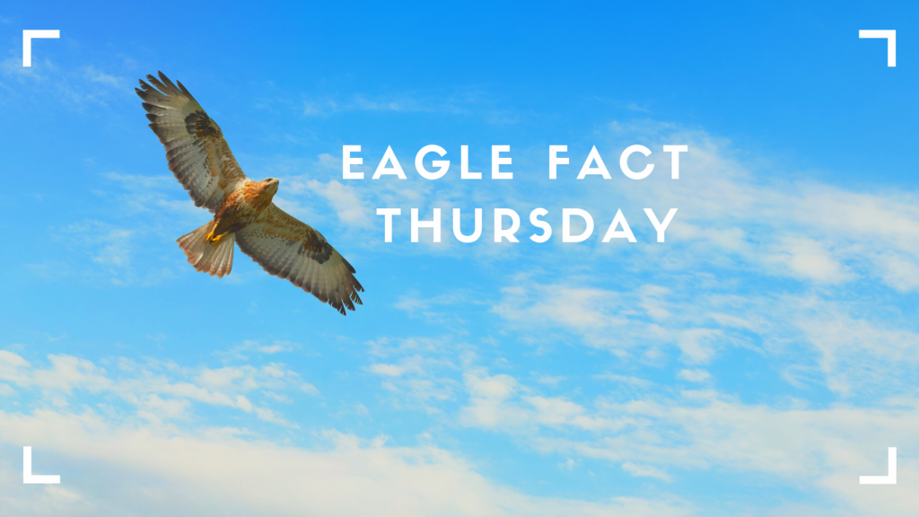 Eagle Fact Thursday 19 | Soaring Eagle Data Solutions