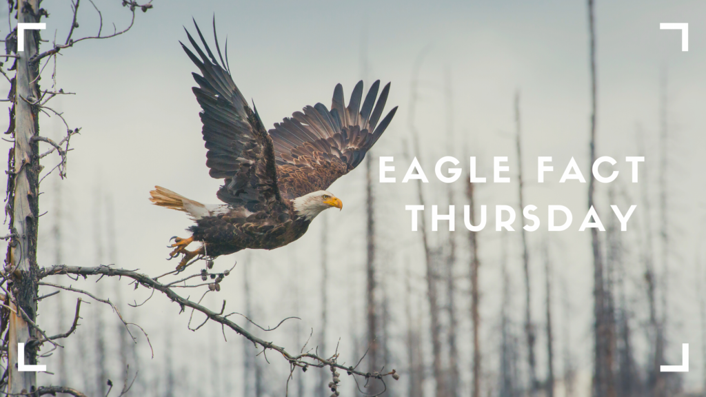 Eagle Fact Thursday 4 | Soaring Eagle Data Solutions