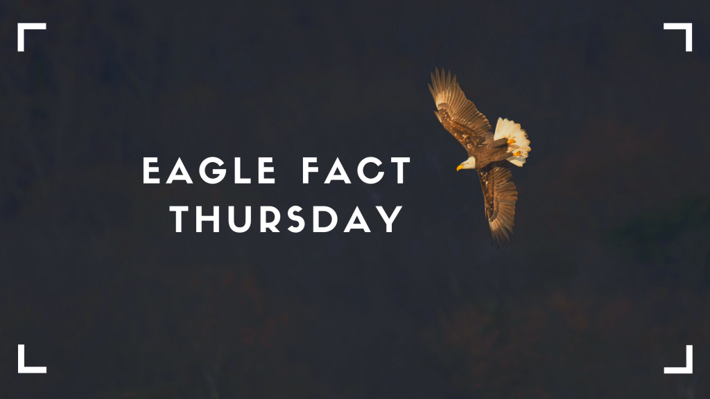 Eagle Fact Thursday 20 | Soaring Eagle Data Solutions
