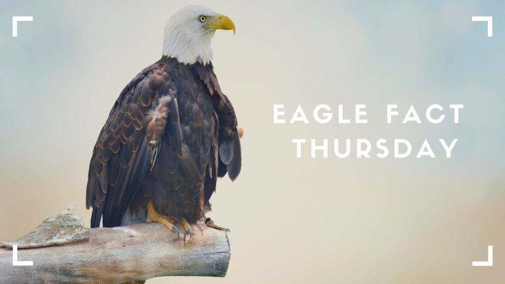 Eagle Fact Thursday: Finding your Voice | Soaring Eagle Data Solutions