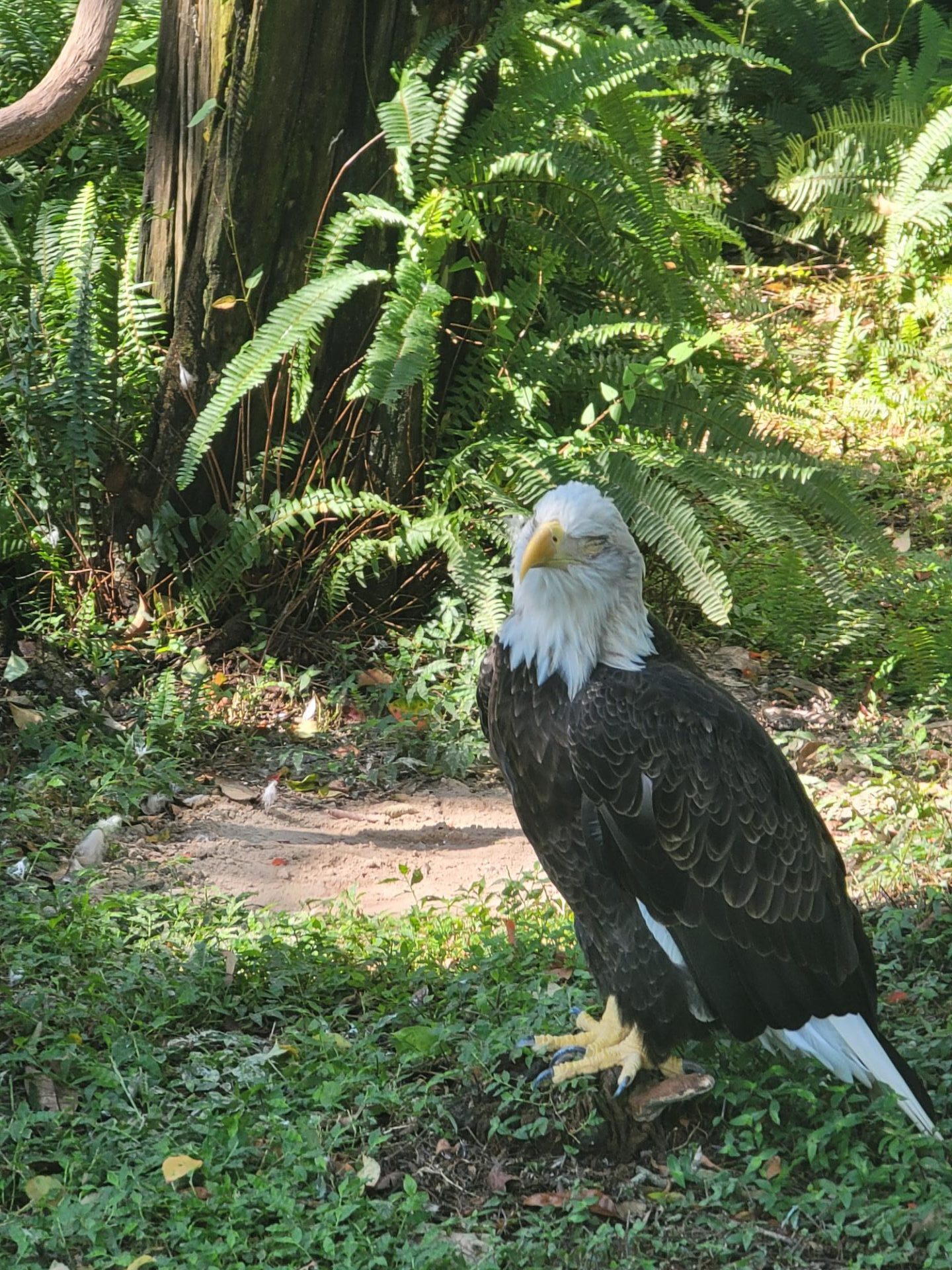 Eagle Fact Thursday 11 | Soaring Eagle Data Solutions