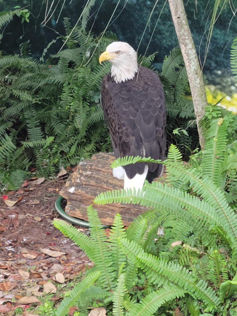 Eagle Thursdays | Soaring Eagle Data Solutions