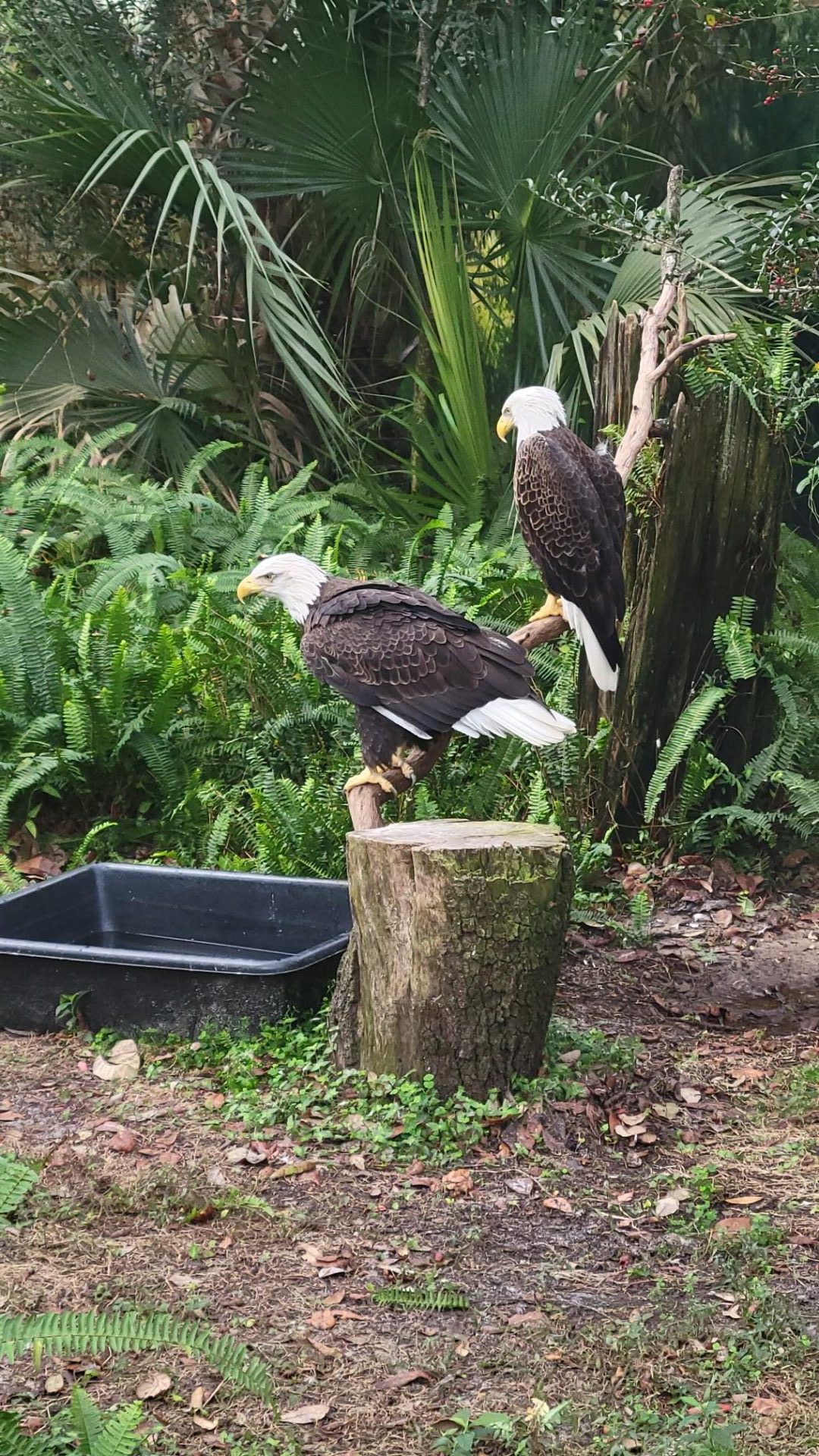 Eagle Thursdays | Soaring Eagle Data Solutions