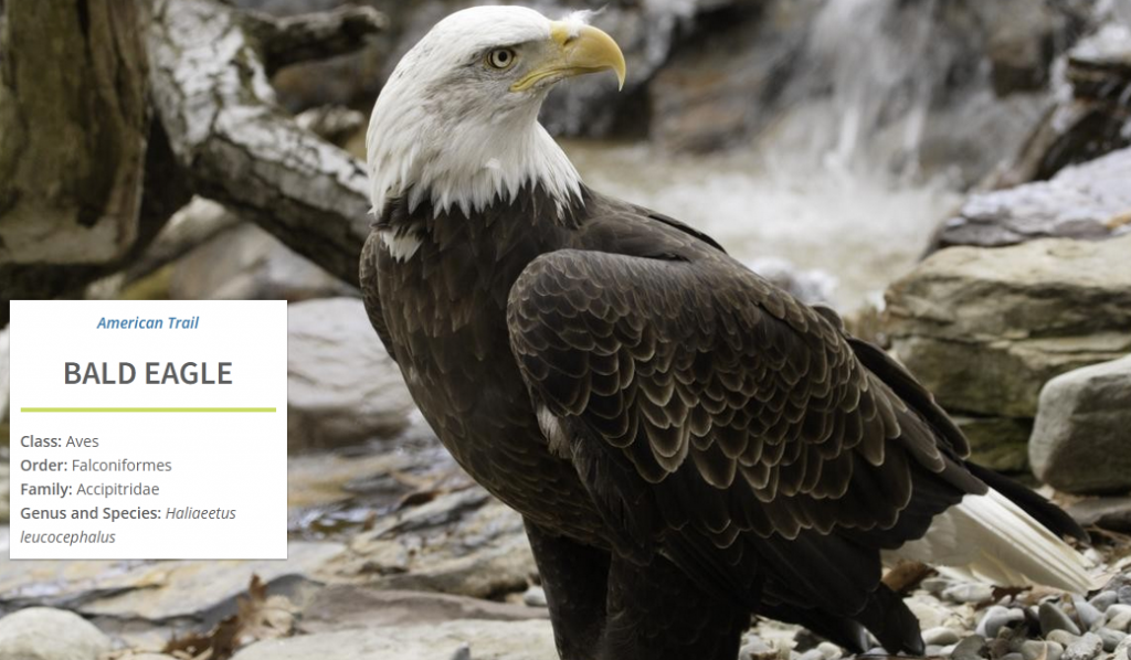 Eagle Fact Thursday: Protecting Our National Symbol - Soaring Eagle ...